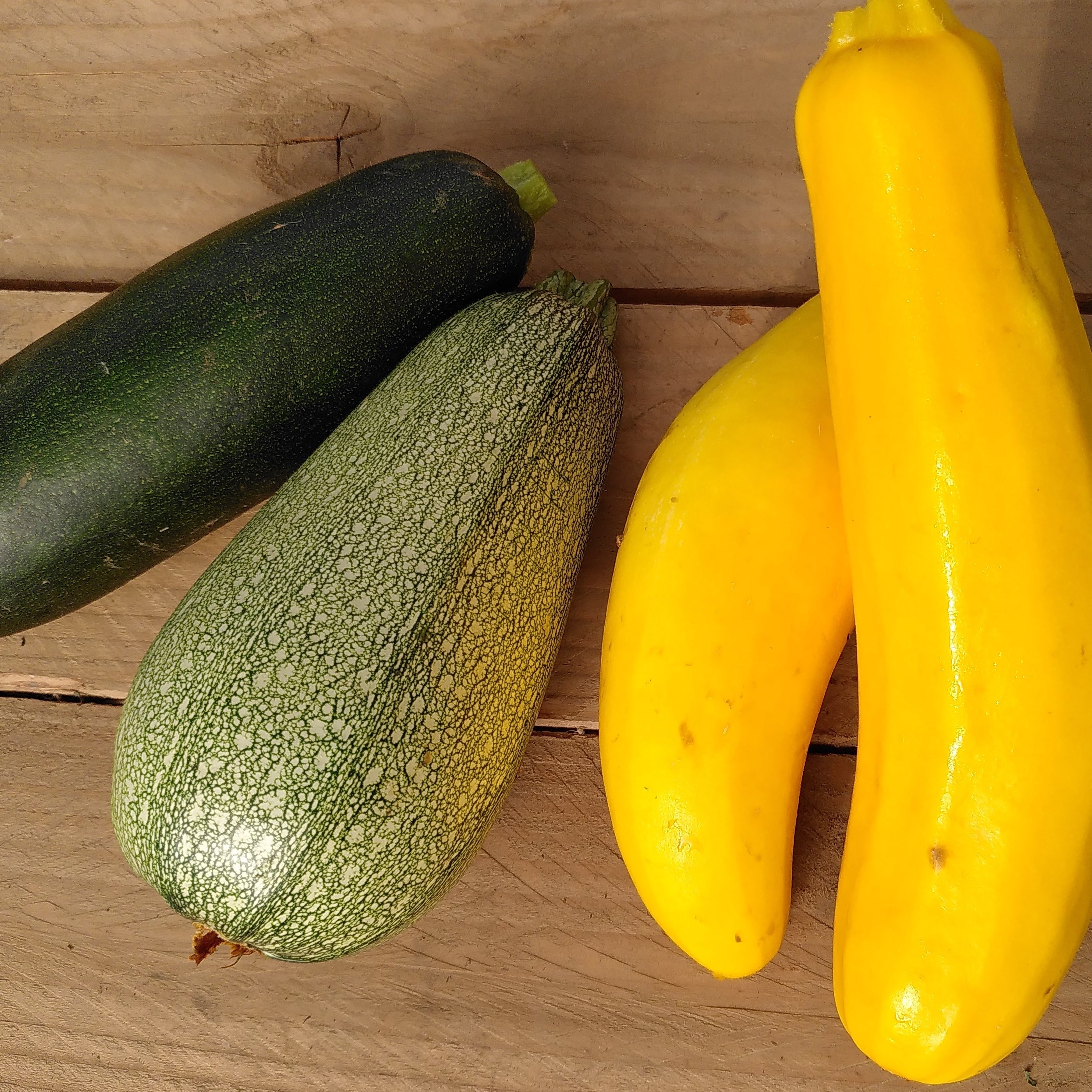 Plants de courgettes et concombres – Les Jardins de Marcelle
