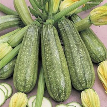 Graine de Courgette Grise d'Alger – Les Jardins de Marcelle
